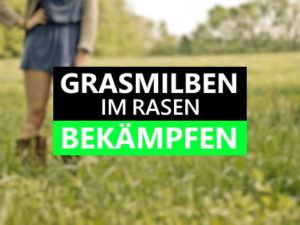 Grasmilben im Rasen bekämpfen » 6 effektive (Sofort-)Maßnahmen