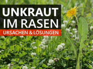 Herbizid gegen Quecke im Rasen » Gibt es sowas? (Fatale Folgen)